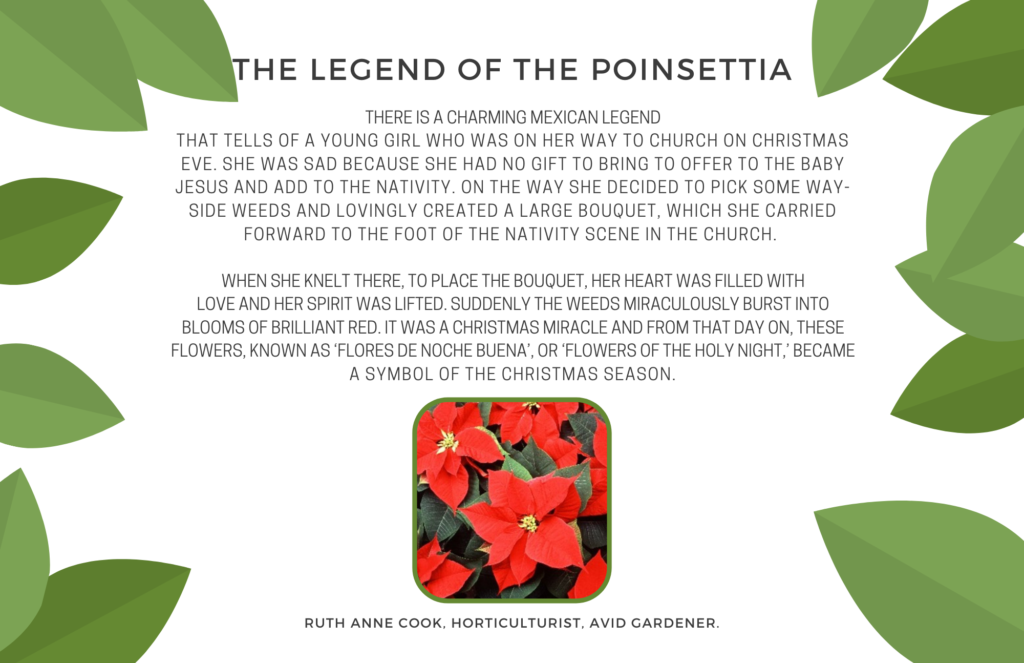The Legend of the Poinsettia – Westland Greenhouses
