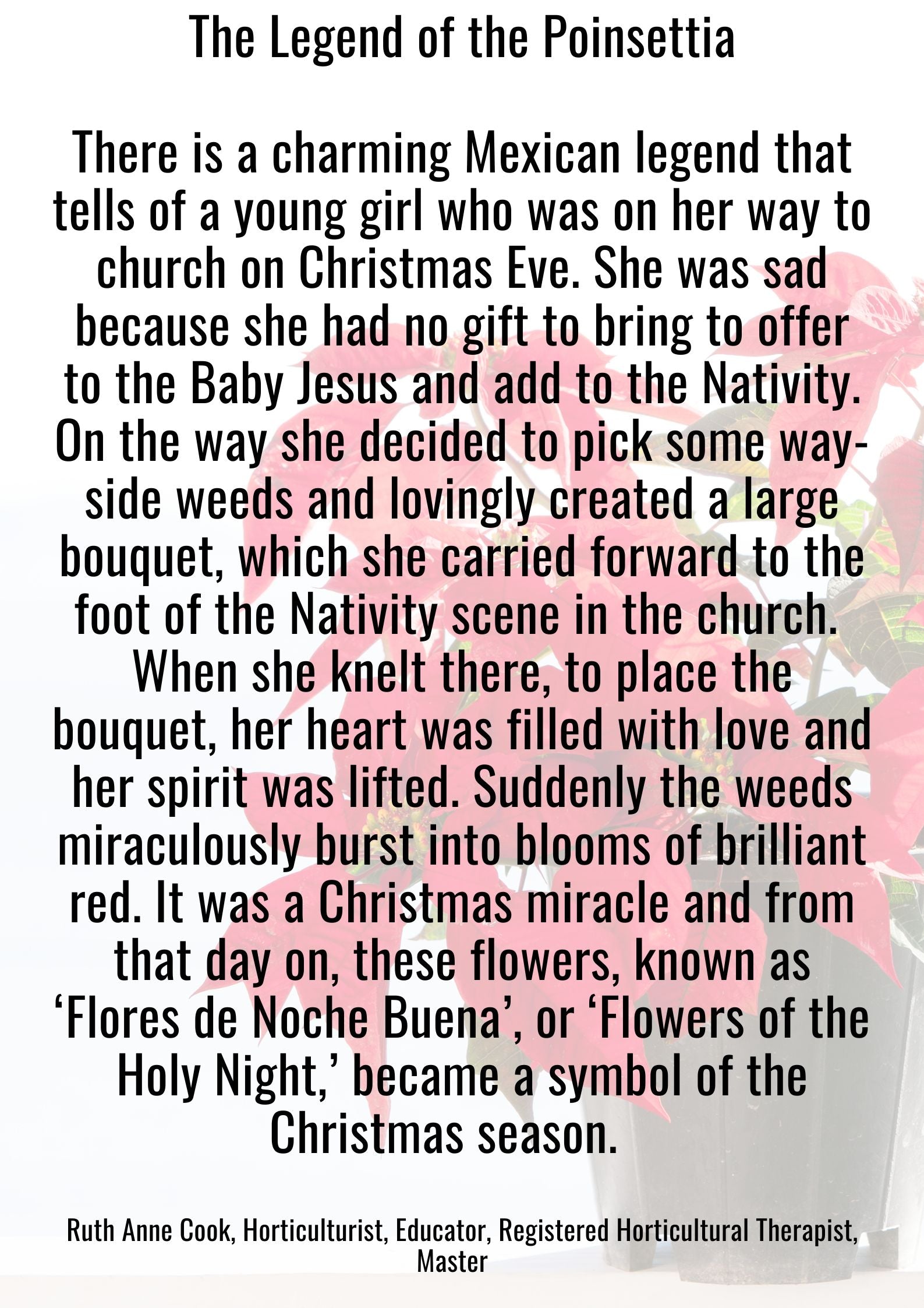 The Legend Of the Poinsettia – Westland Greenhouses